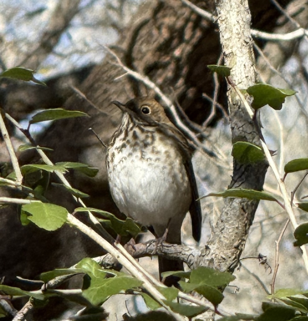 Hermit Thrush from Palmetto State Park, Gonzales, TX, US on January 19 ...