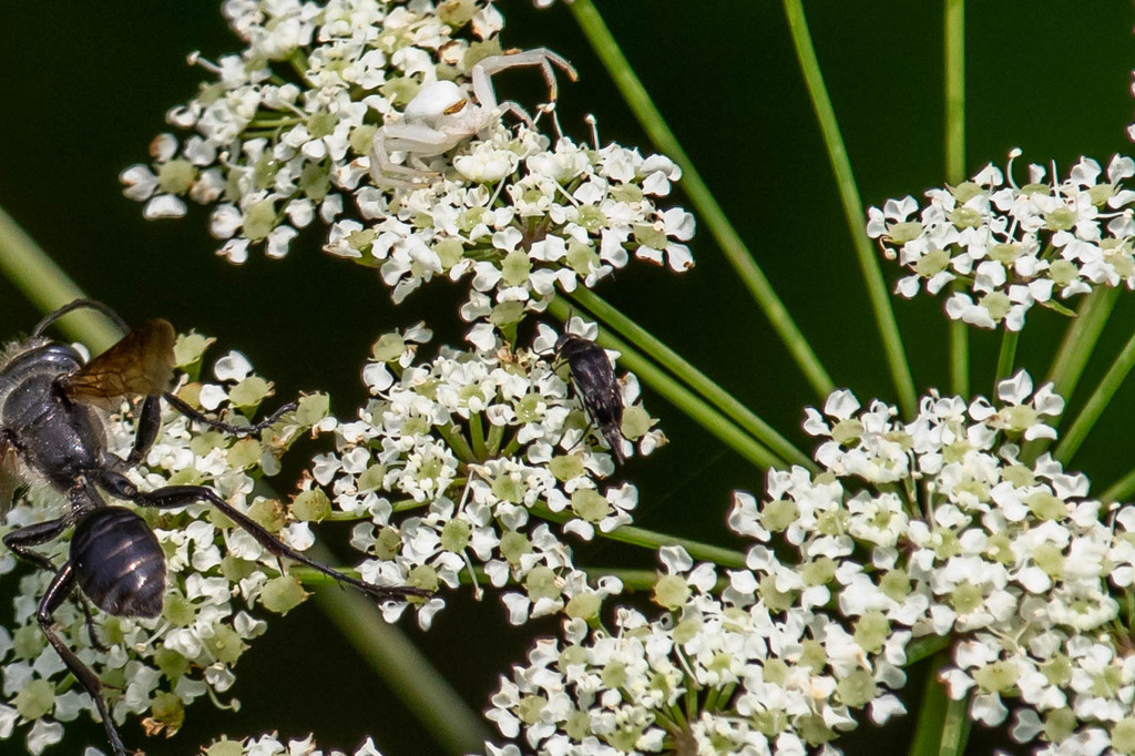 Tumbling Ragdoll from Derry, NH 03038, USA on July 9, 2024 at 07:32 AM ...