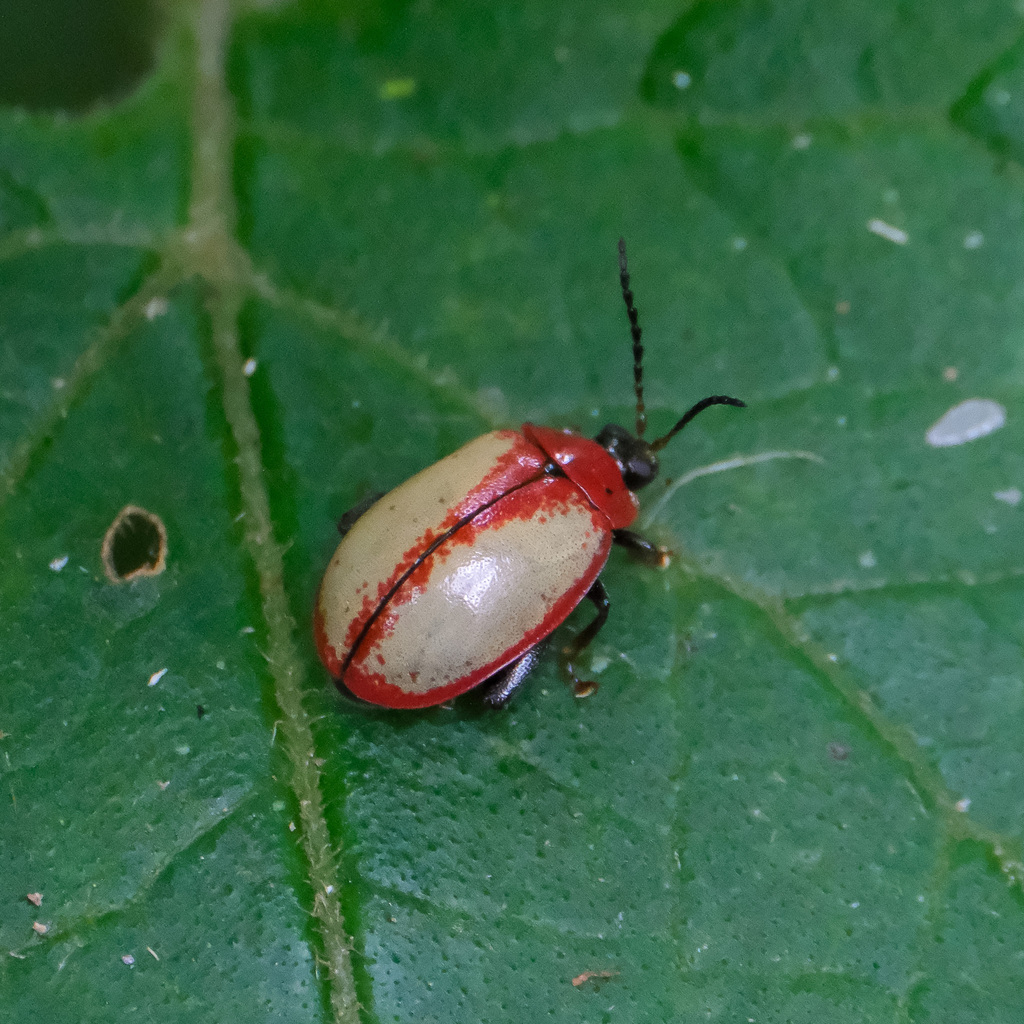 Alagoasa from Av. Ernesto Diederichsen, 2962 - Vila Matilde, Campos do ...