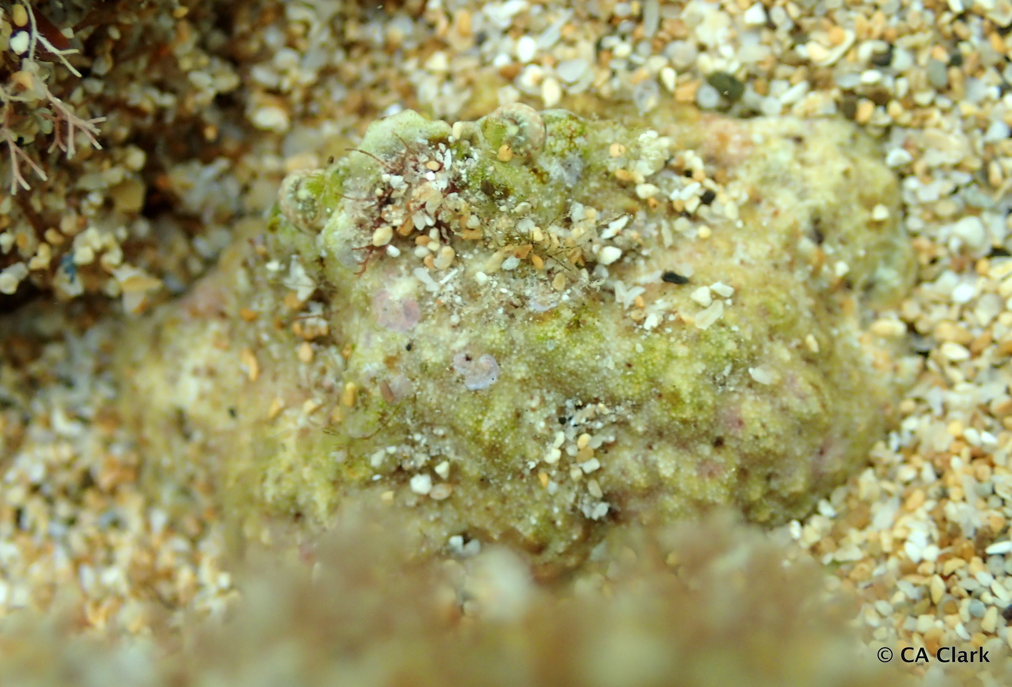 Calappa gallus (Herbst, 1803)