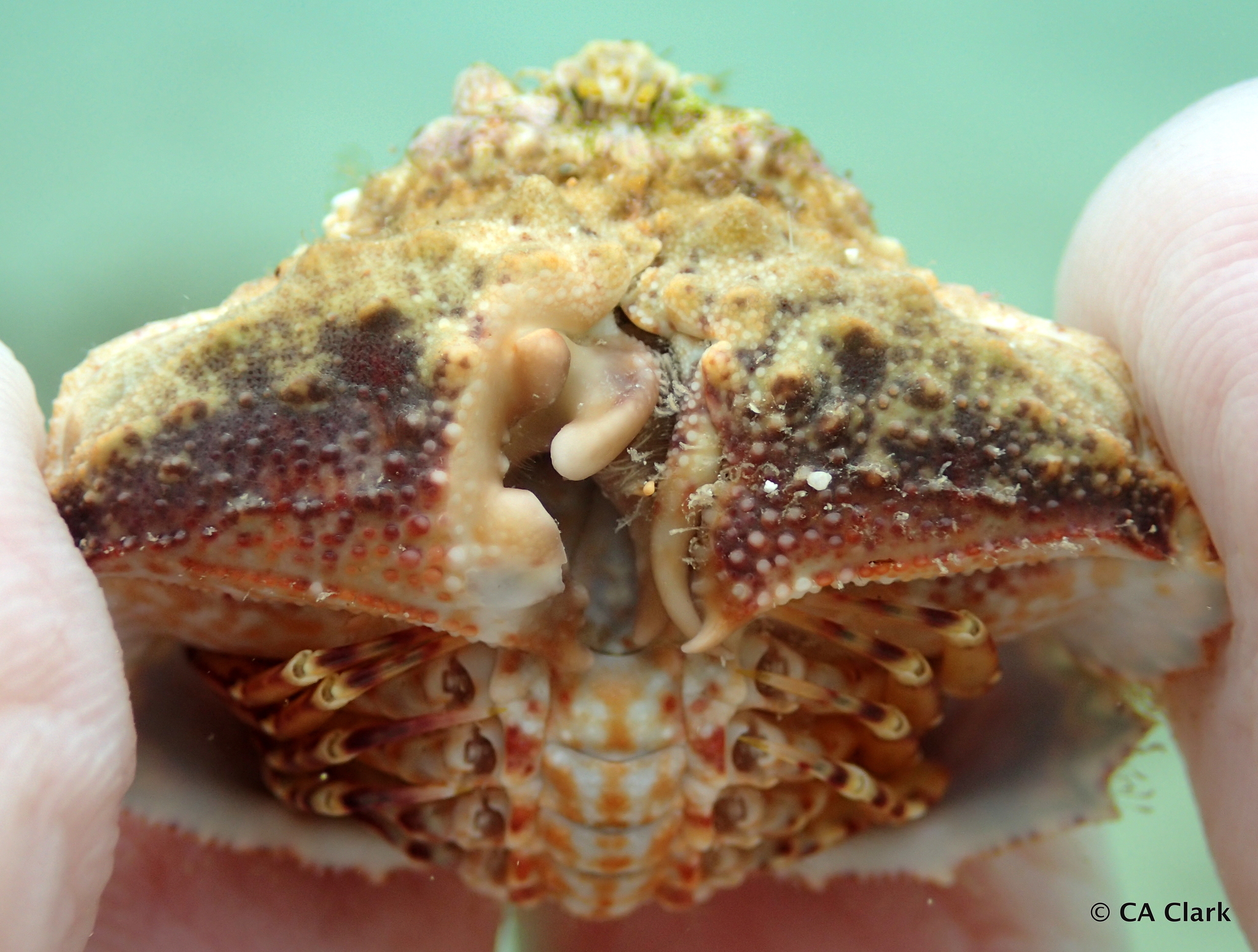 Calappa gallus (Herbst, 1803)