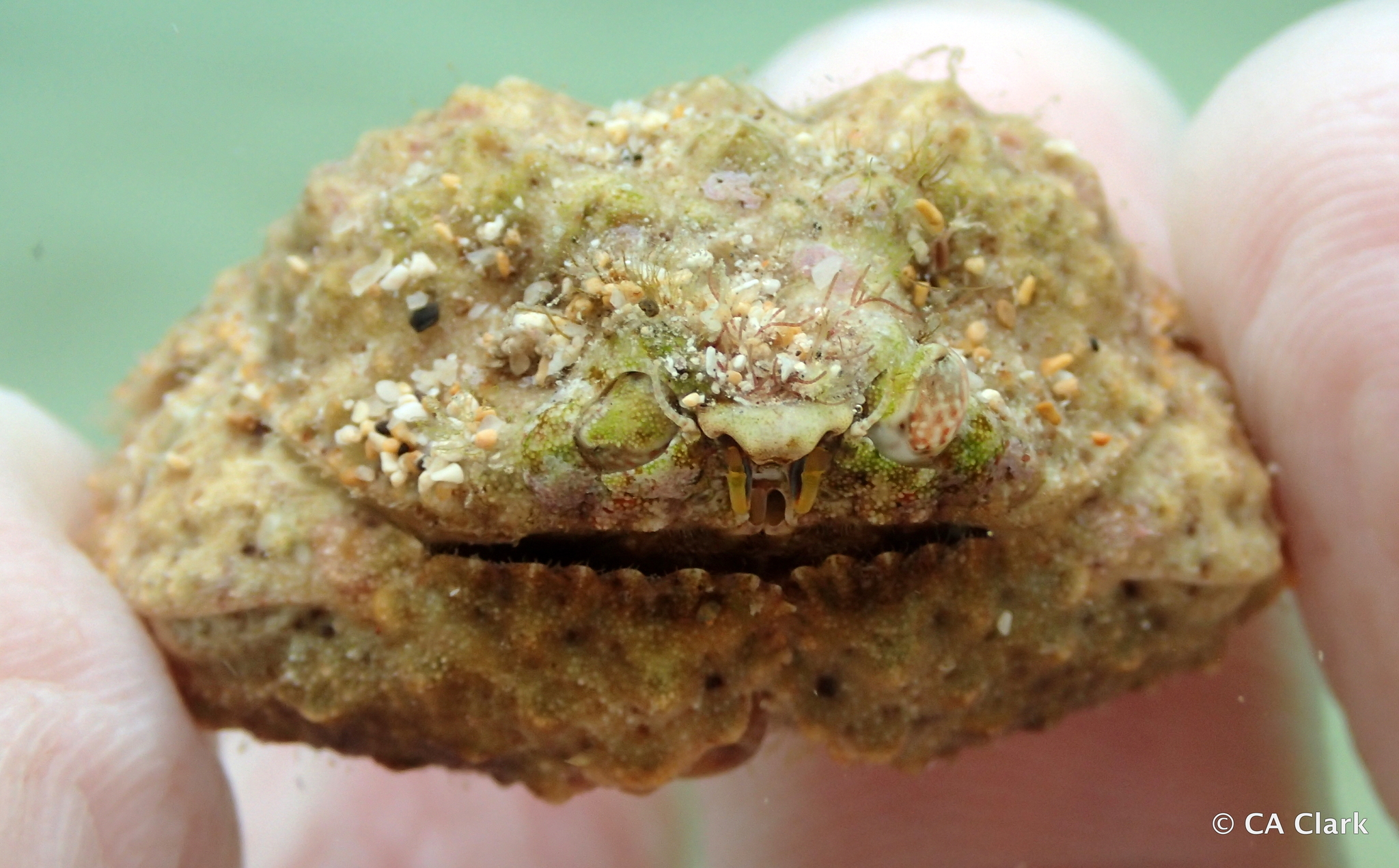 Calappa gallus (Herbst, 1803)