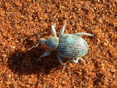 Genus Hyomora · iNaturalist