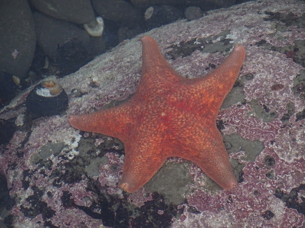 Bat Star from San Mateo County, CA, USA on January 13, 2025 at 03:42 PM ...