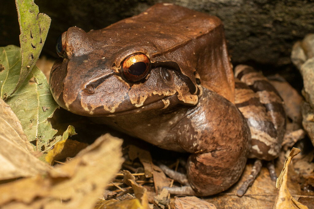 Savage's Thin-toed Frog in February 2023 by mangelamaya17 · iNaturalist