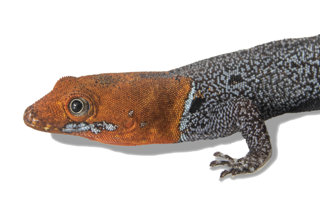 Gonatodes albogularis fuscus in April 2023 by mangelamaya17 · iNaturalist