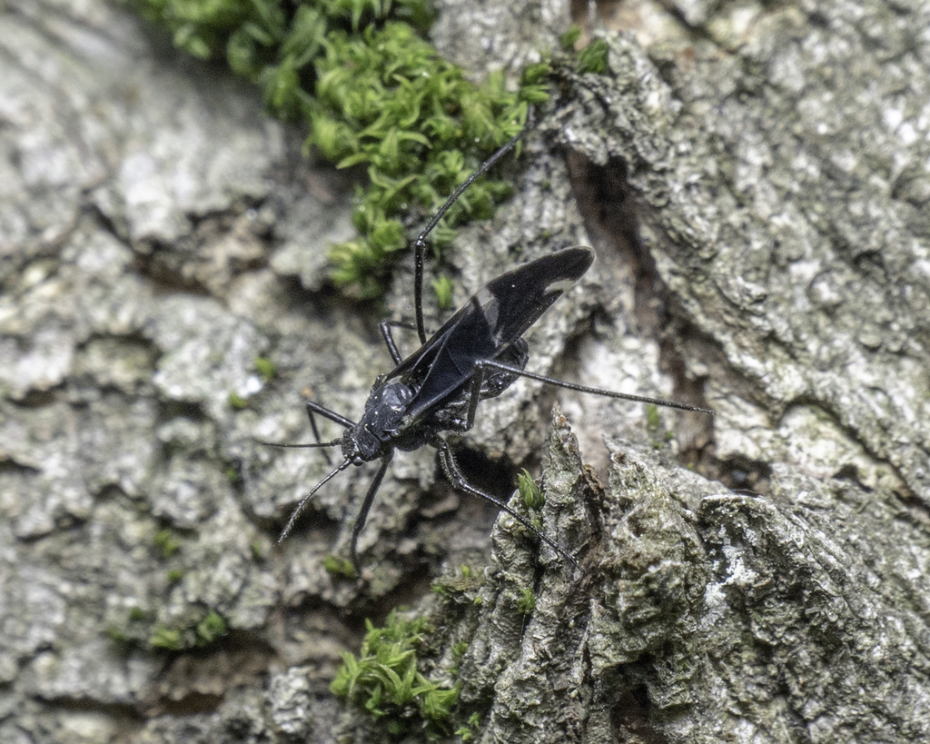 Lachnus tropicalis in May 2019 by MSone. Kuri-oo-aburamushi. · iNaturalist