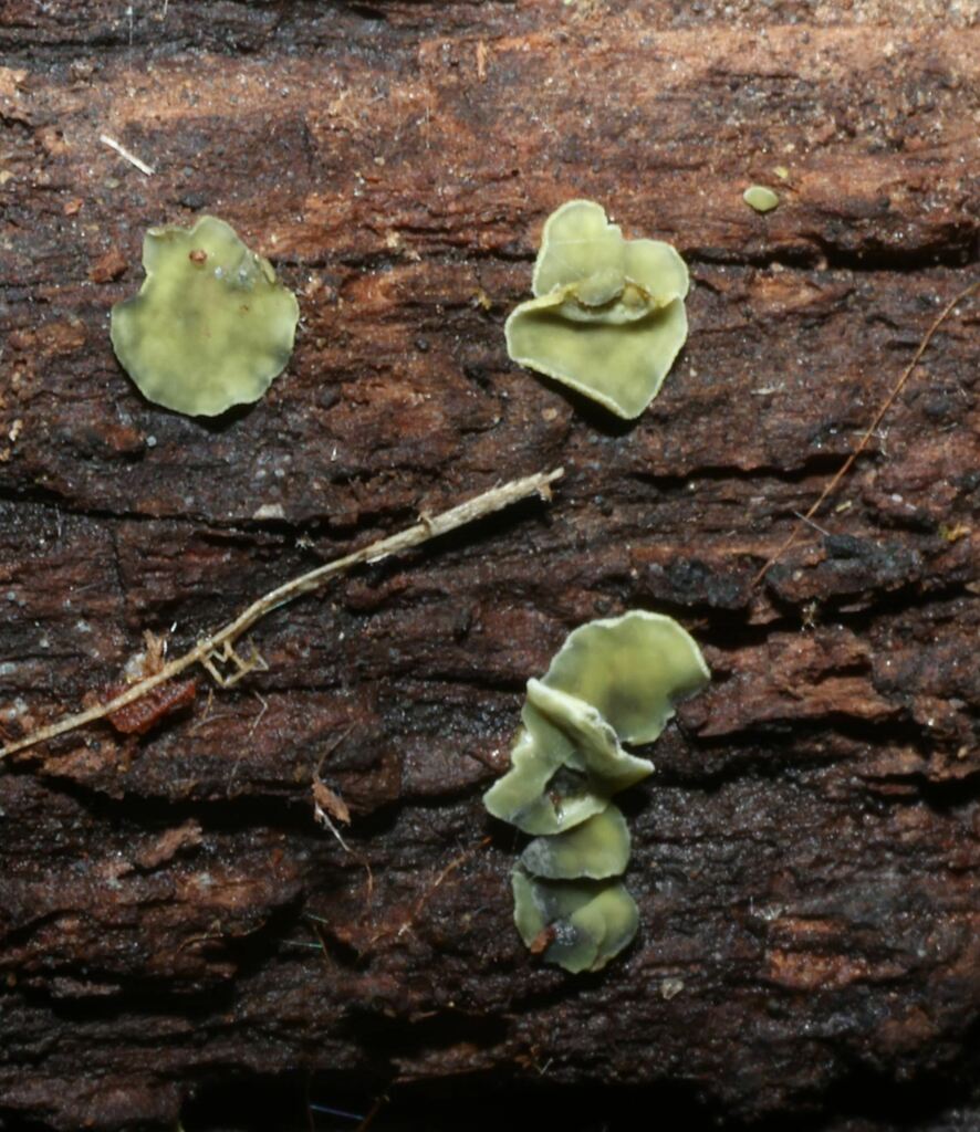 Chlorosplenium chlora in December 2023 by lynath. on saturated very ...