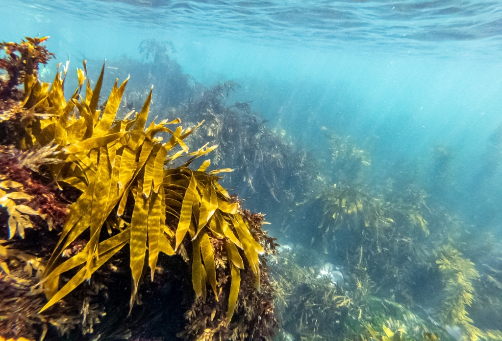 Lessonia variegata from Princess Bay on January 18, 2025 at 12:03 PM by ...