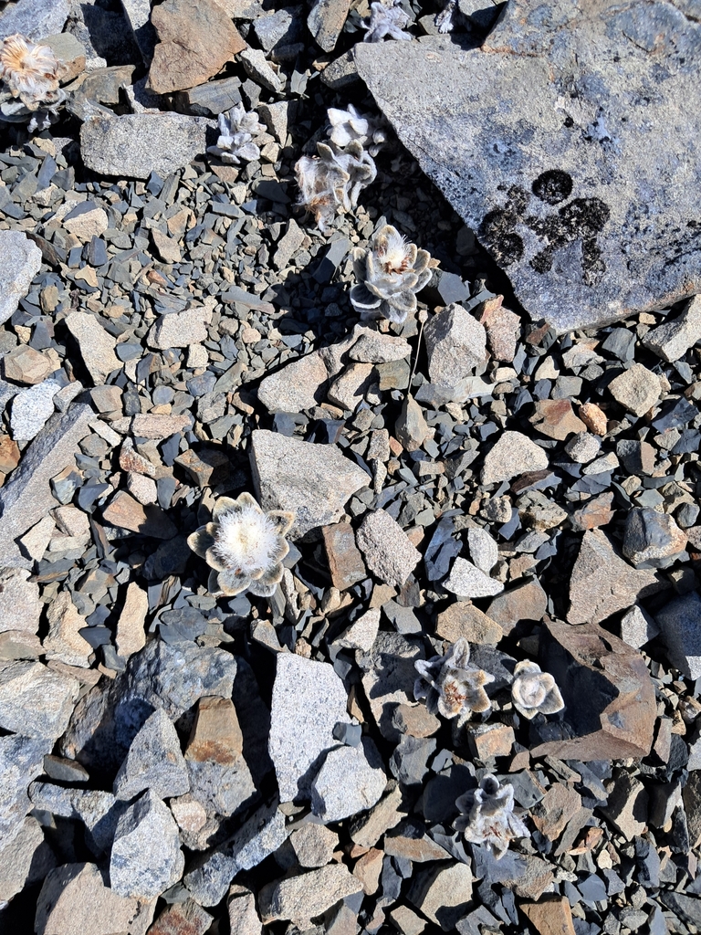 Haastia sinclairii from Rainbow 7072, New Zealand on January 20, 2025 ...