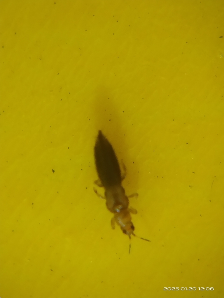 Common Thrips from Kaohsiung, TW-KH, TW on January 20, 2025 at 12:08 PM ...