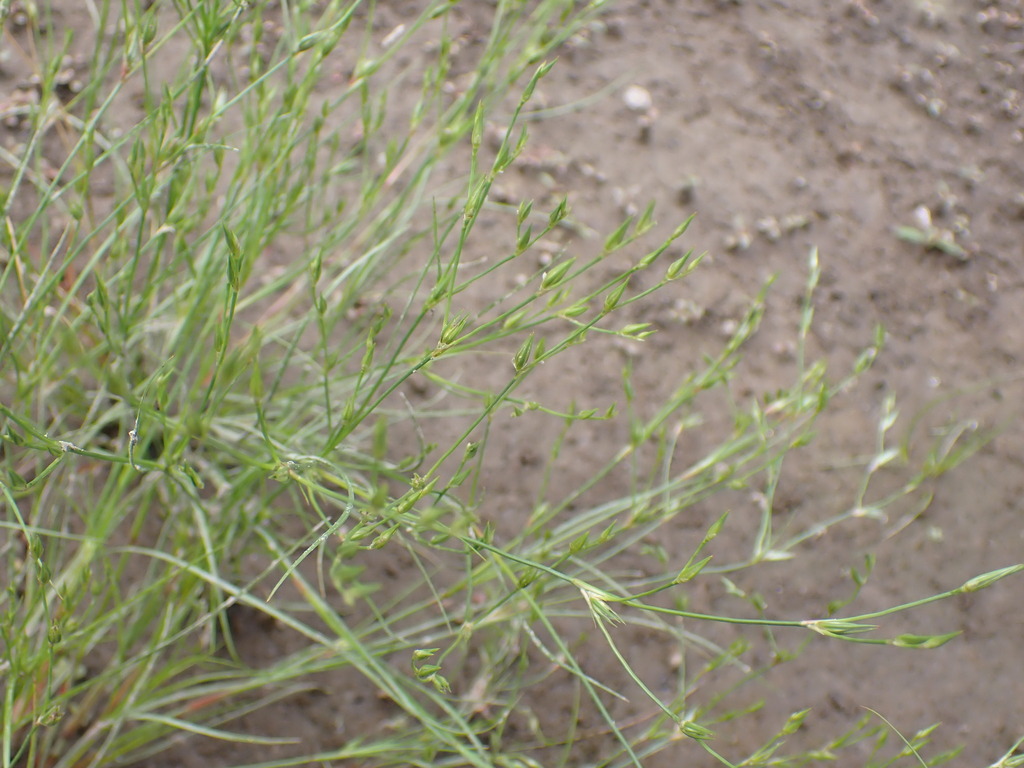 Toad rush from Orting, WA, US on June 23, 2024 at 05:23 PM by ...