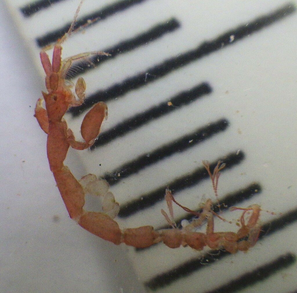 Caprella penantis from Near BHP rock wall, Whyalla Barson SA 5601 ...