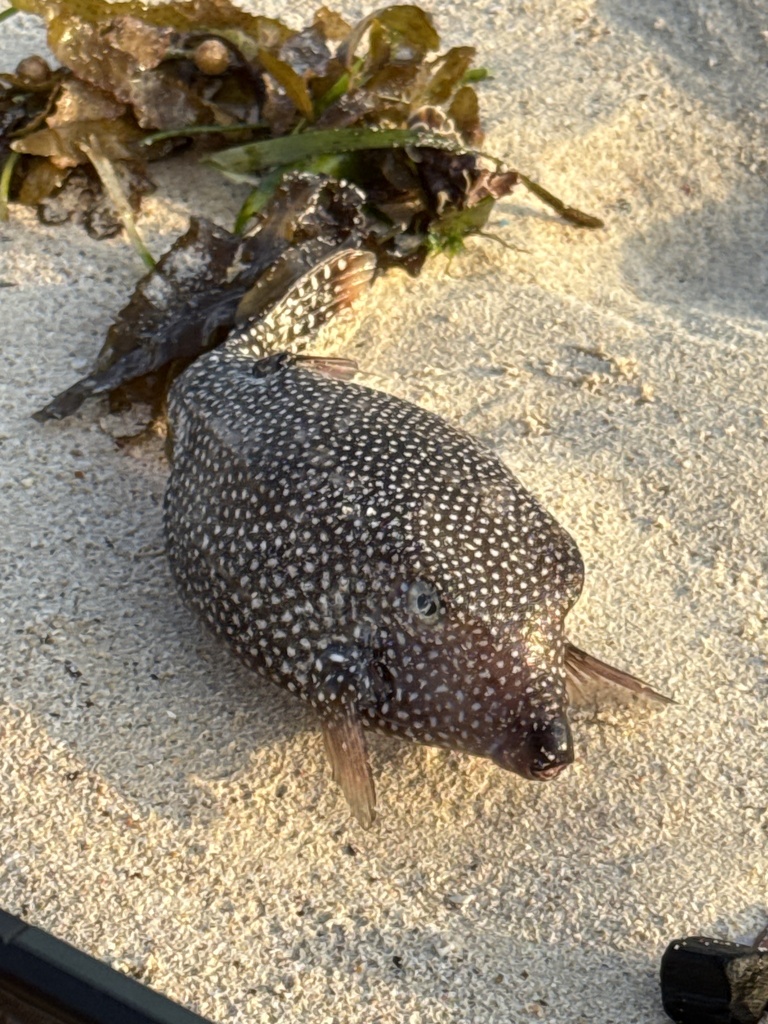 Boxfishes from Coco Beach, TZ on January 20, 2025 at 06:53 AM by wil3ewa · iNaturalist