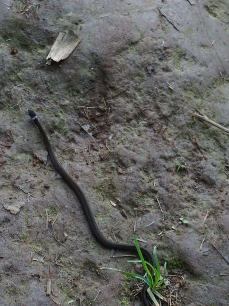 Pale-headed forest snake from Nyamasheke, Rwanda on January 18, 2025 at ...