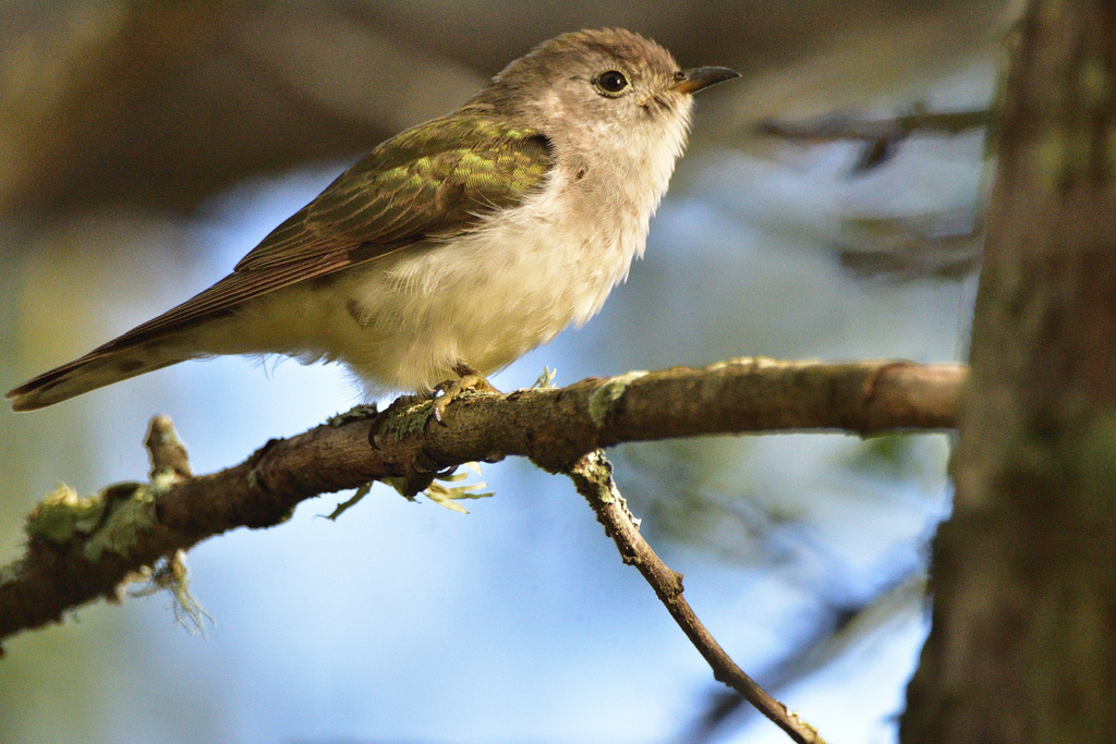 Shining Bronze Cuckoo from Camden, NSW, 2570, Australia on January 20 ...