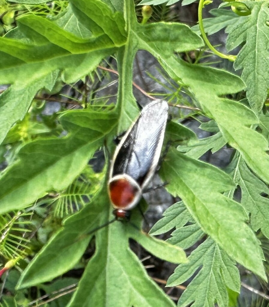 Pale-bordered Field Cockroach from US Hwy 84 at Conecuh River ...