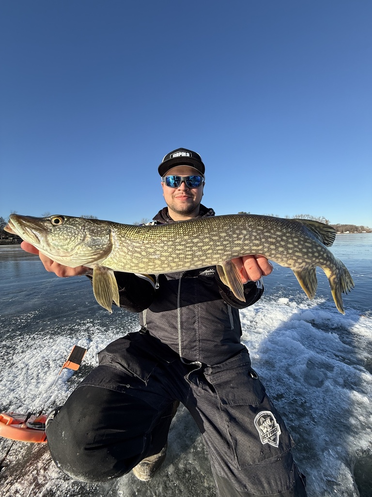 Lucio en enero 2025 por Nathan Murphy. 28” released · iNaturalist Mexico