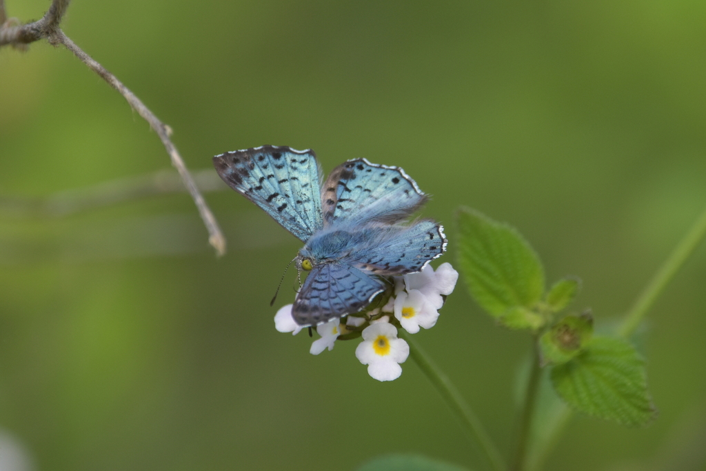 Blue Metalmark from Brownsville, TX, USA on December 27, 2024 at 11:26 ...