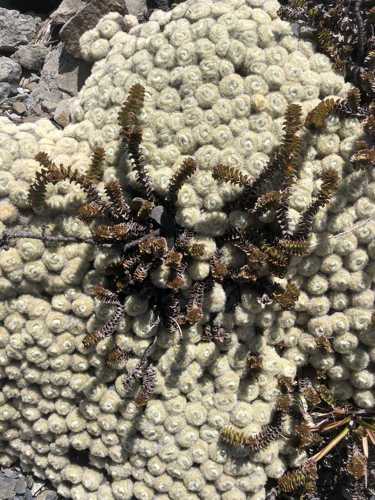Haastia pulvinaris minor from Rainbow 7072, New Zealand on January 20 ...
