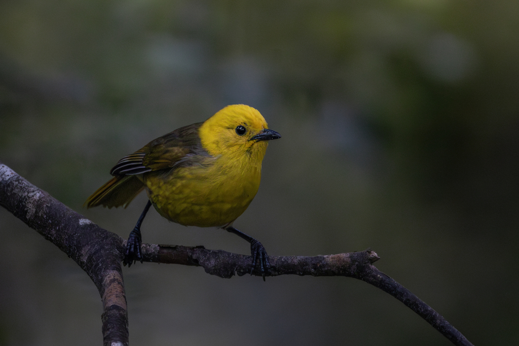 Yellowhead from Southland District, Southland, New Zealand on January 4 ...