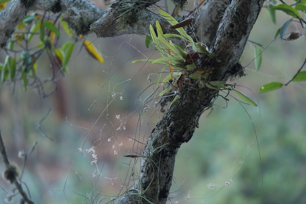 Oncidium microstigma from Pilcaya, Guerrero, Mexico on December 30 ...
