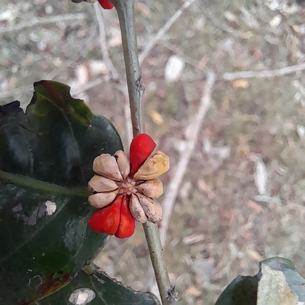 Cheese Tree from Brisbane QLD, Australia on September 26, 2024 at 04:41 ...