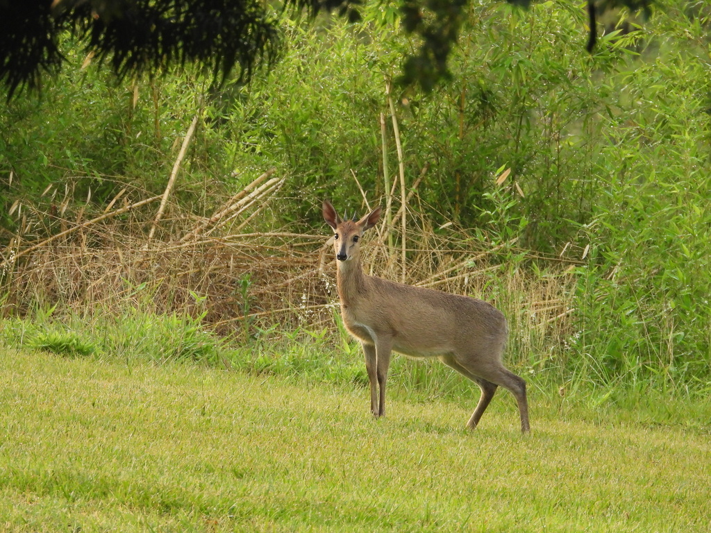 Grey Common Duiker from Piet Retief, South Africa on December 21, 2024 ...
