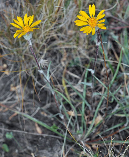 Pyrrocoma howellii · iNaturalist Mexico