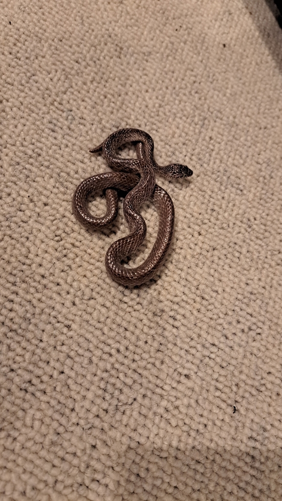 Marbled Tree Snake from Hoedspruit, 1380, South Africa on January 15 ...