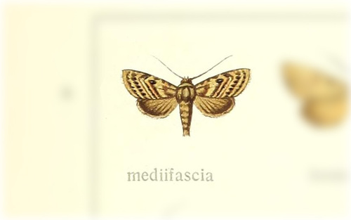 Anigraea mediifascia · iNaturalist Mexico