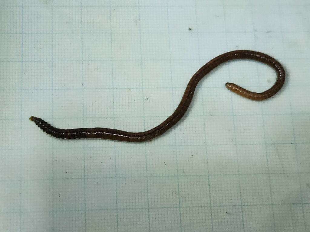 Giant Earthworms from 台灣臺北 on January 19, 2025 at 11:40 AM by 胡正恆 ...