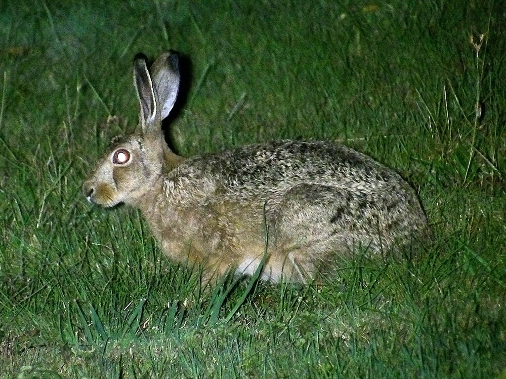 Brown Hare from Glenwood QLD 4570, Australia on October 29, 2024 at 07: ...