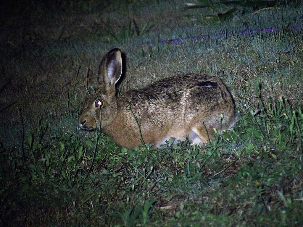 Brown Hare from Glenwood QLD 4570, Australia on November 3, 2024 at 07: ...