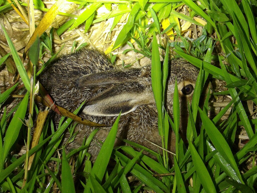 (Lepus europaeus occidentalis) - Know Your Mammals