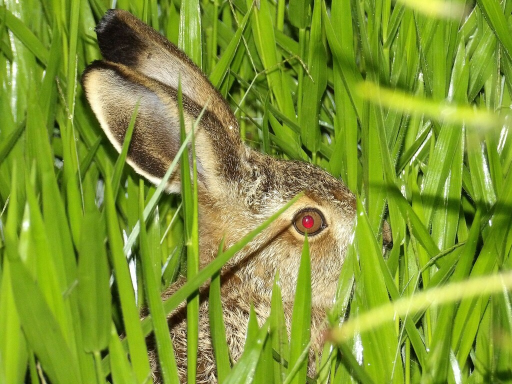 Brown Hare from Glenwood QLD 4570, Australia on December 13, 2024 at 10 ...