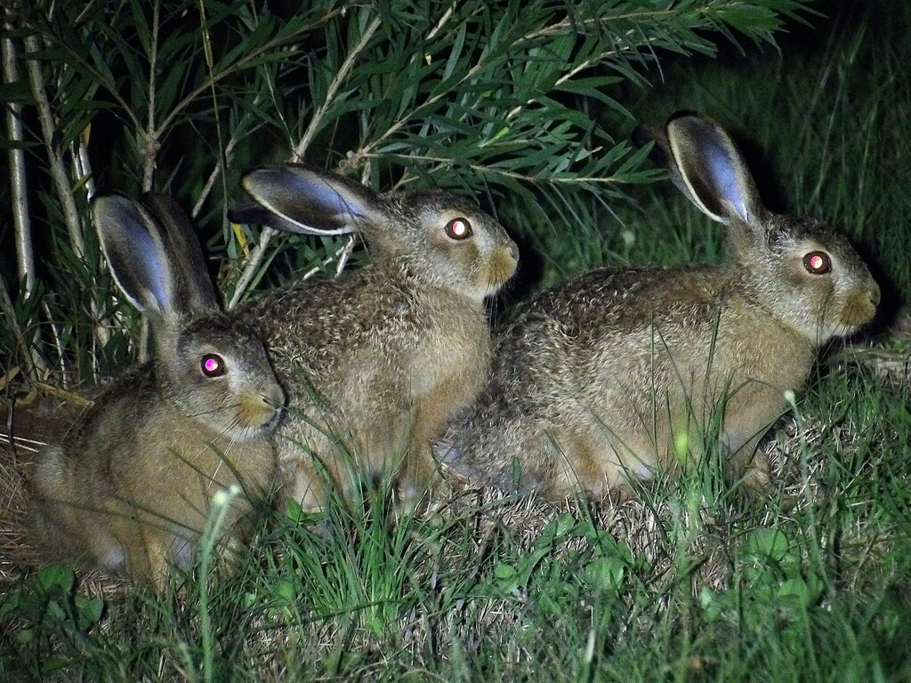 Brown Hare from Glenwood QLD 4570, Australia on January 19, 2025 at 08: ...