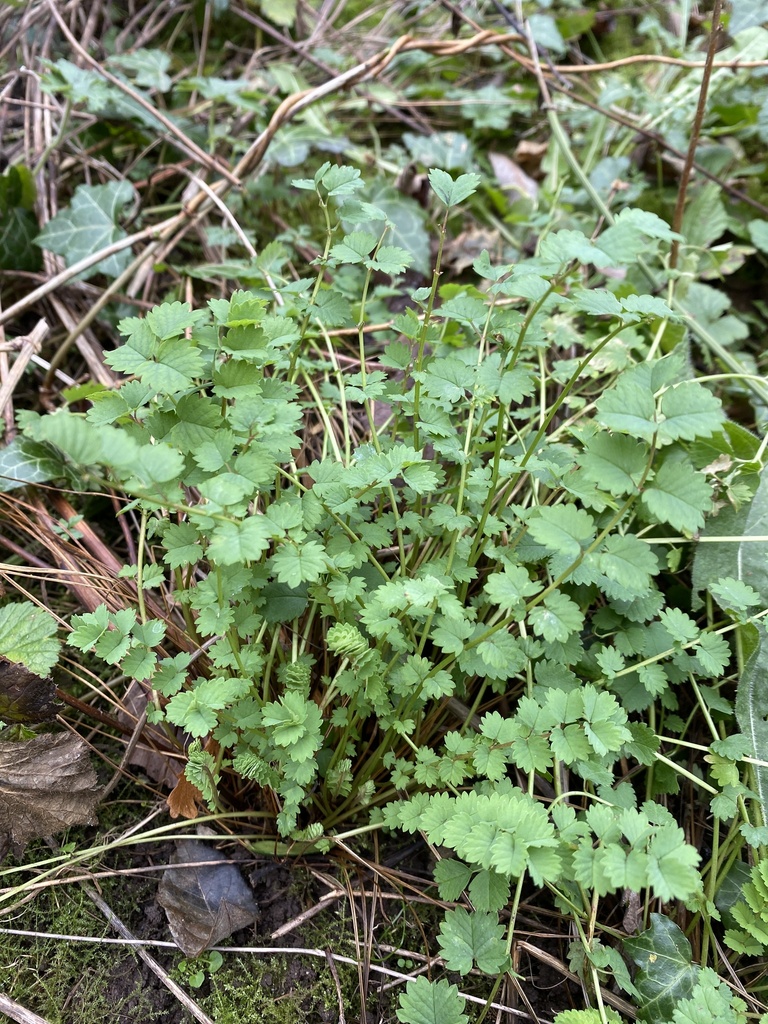 Salad Burnet in January 2025 by kylotan · iNaturalist
