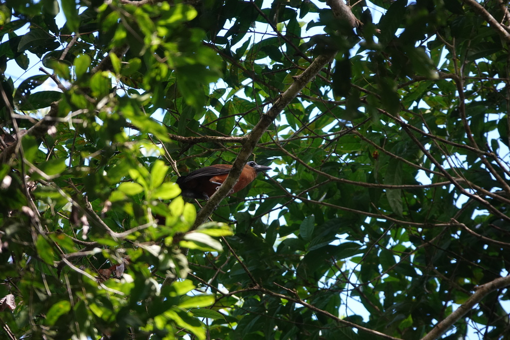Capuchinbird from Roura 97352, Guyane française on January 19, 2025 at ...
