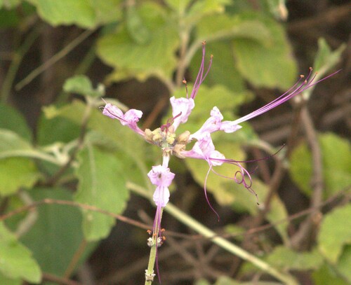 Dhofari Basil (Ocimum dhofarense) · iNaturalist