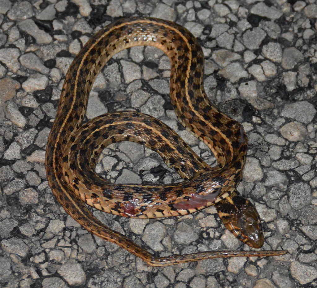 Checkered Garter Snake from Jim Wells County, TX, USA on August 22 ...