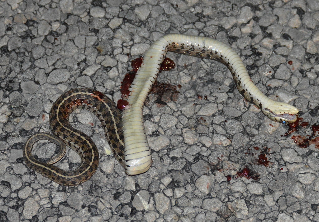 Checkered Garter Snake from Jim Wells County, TX, USA on August 22 ...