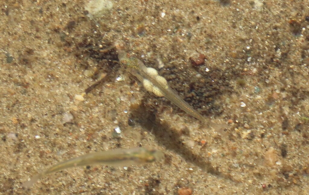 True Minnows from Minneapolis, MN, USA on September 25, 2024 at 01:42 ...