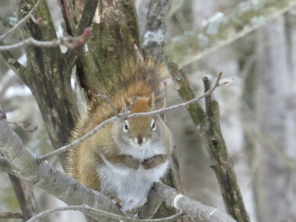 American Red Squirrel from Lennox and Addington County, ON, Canada on ...