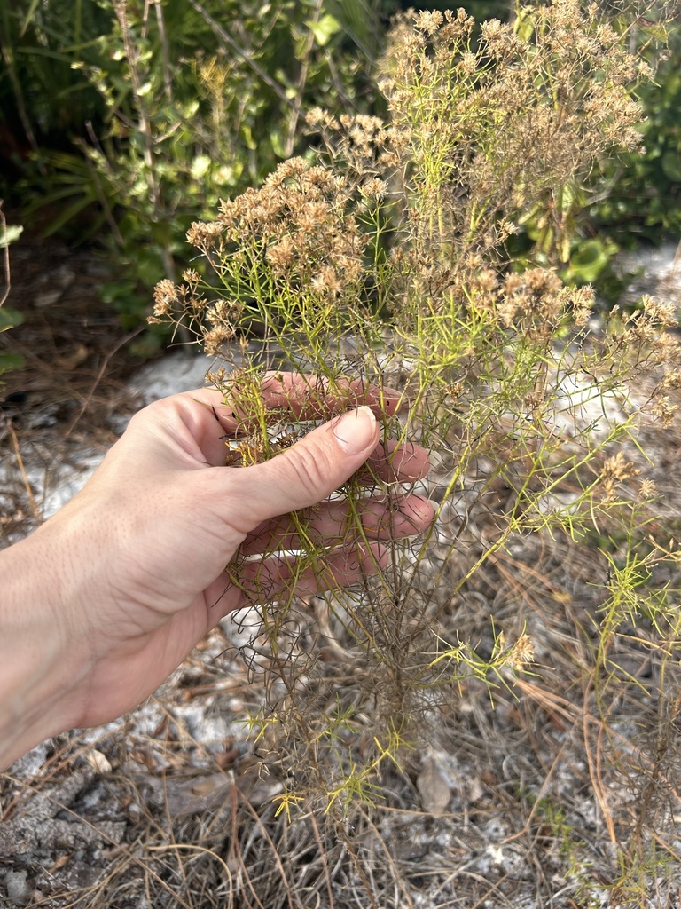 slender goldentop from Avon Park, FL, US on January 18, 2025 at 02:54 ...