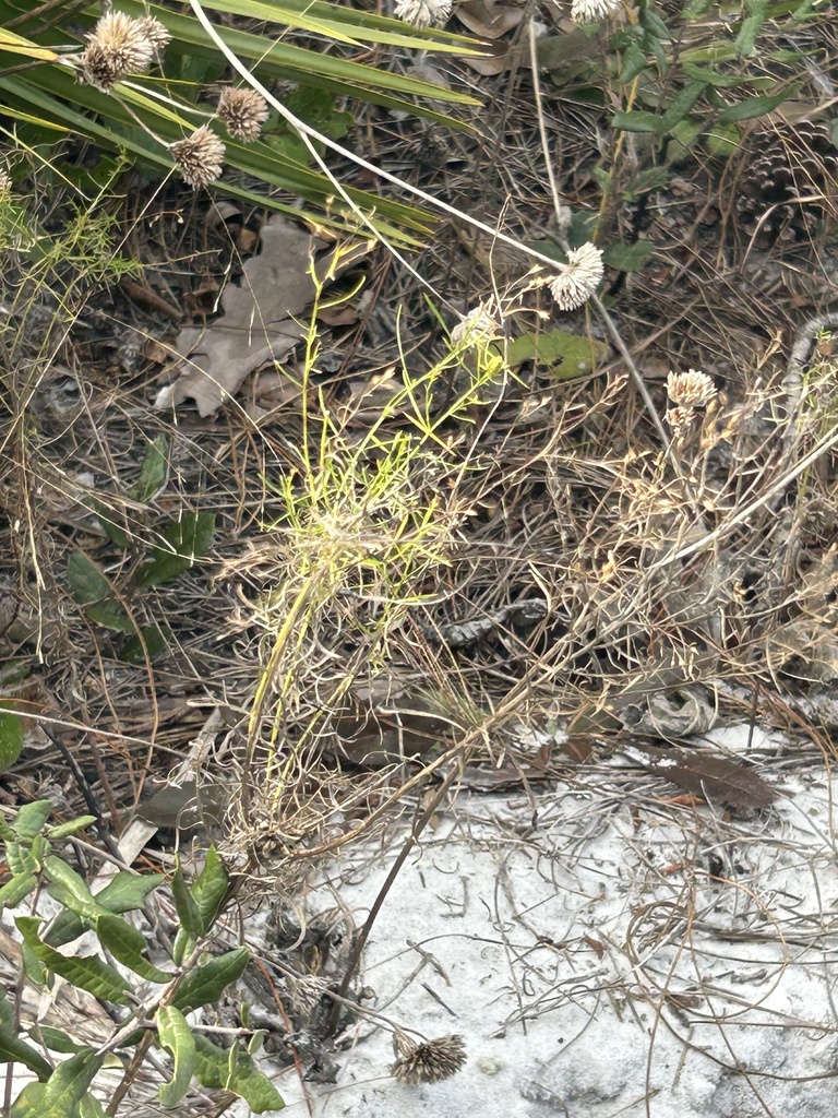 slender goldentop from Avon Park, FL, US on January 18, 2025 at 02:51 ...