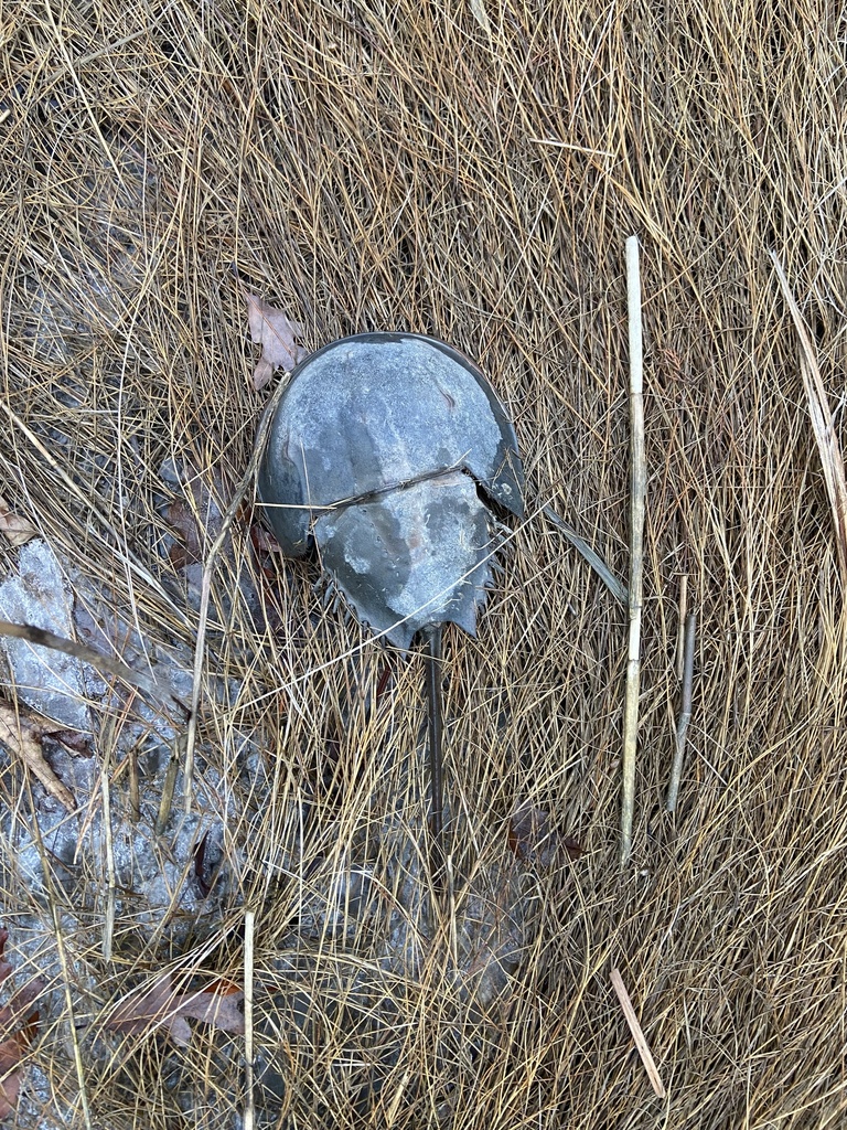 Atlantic Horseshoe Crab from Cushing Rd, Newmarket, NH, US on January ...