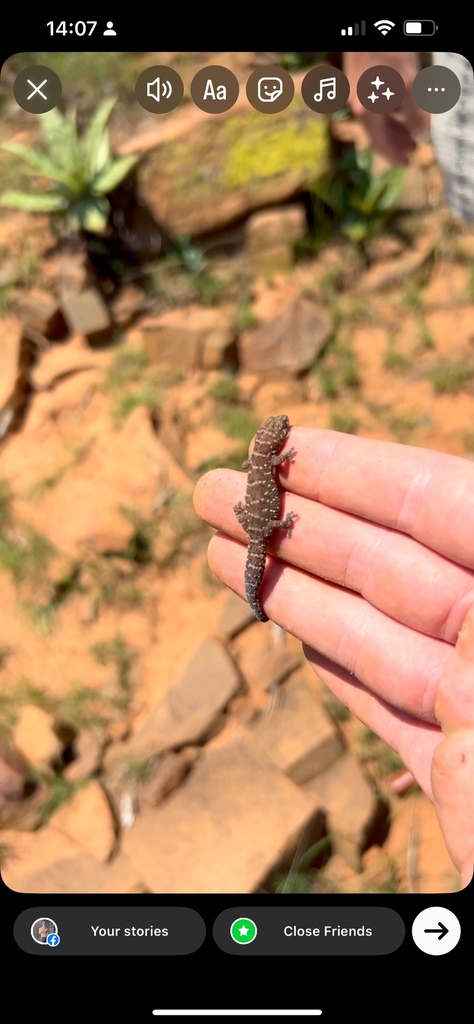 Cape Thick-toed Gecko from Faerie Glen Nature Reserve, Pretoria ...