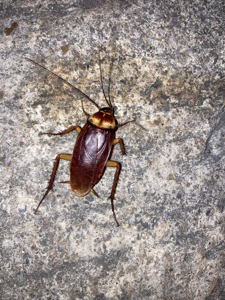 American Cockroach from Charu Mueang Rd., Bangkok, Bangkok, TH on ...