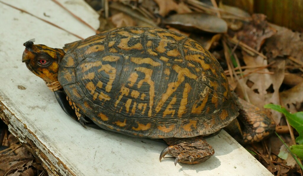 Eastern Box Turtle in August 2024 by John A. Gerwin. My wife found "our ...